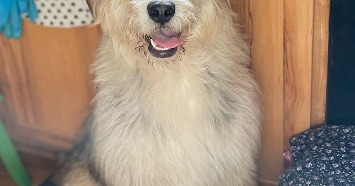 Malamoodle for $50 in Hayden, ID | Finds — Nextdoor