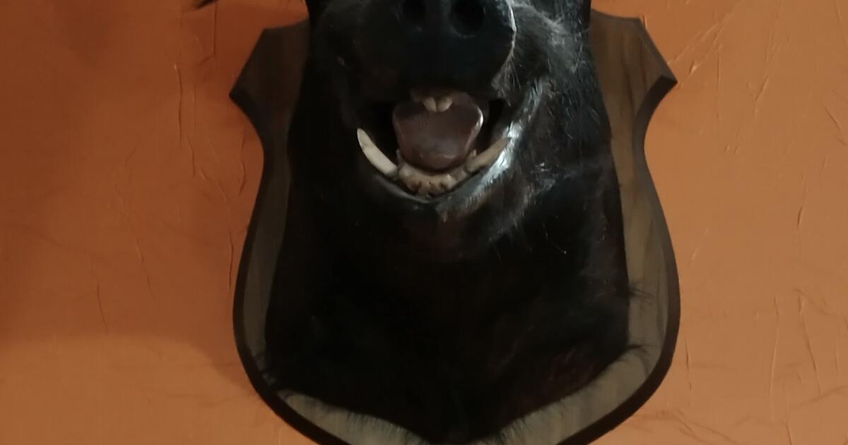 Wild Boar Mount for $90 in Omaha, NE | For Sale & Free — Nextdoor