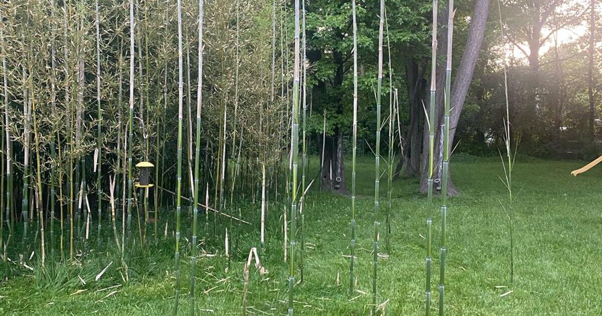 Bamboo for staking/projects $1 per stalk for $1 in Livonia, MI | For ...