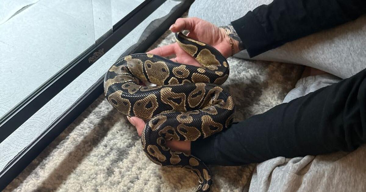 Ball Python w/ Enclosure for $280 in Fort Mohave, AZ | For Sale & Free ...