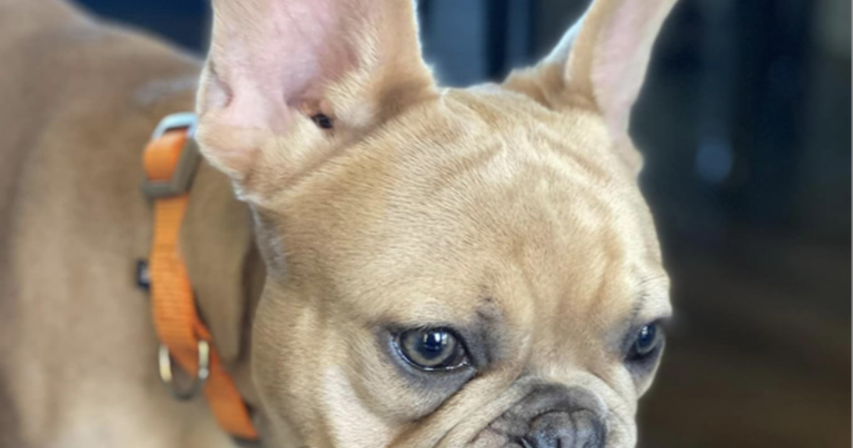 9 month frenchie looking for his forever family for $1 in Port St ...