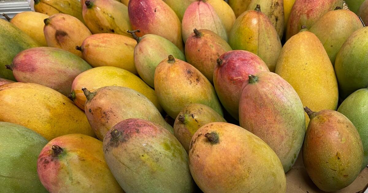 X-Large Organic Tree Ripe Mangoes for $3 in Orlando, FL | For Sale ...