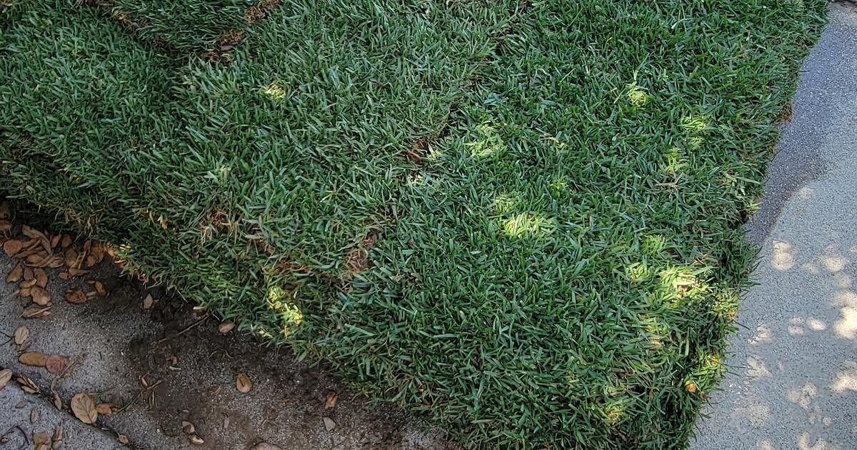 16 rolls marathon II grass sod for Free in Fontana, CA | For Sale ...
