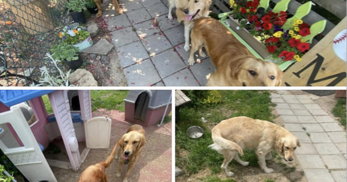 GOLDEN RETRIEVER PUPPIES DUE JUNE 13 AND ANOTHER ONE DO END OF JUNE for ...