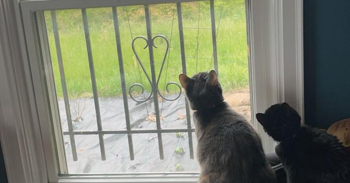 2 cats that need homes for Free in Kansas City, KS | For Sale & Free ...