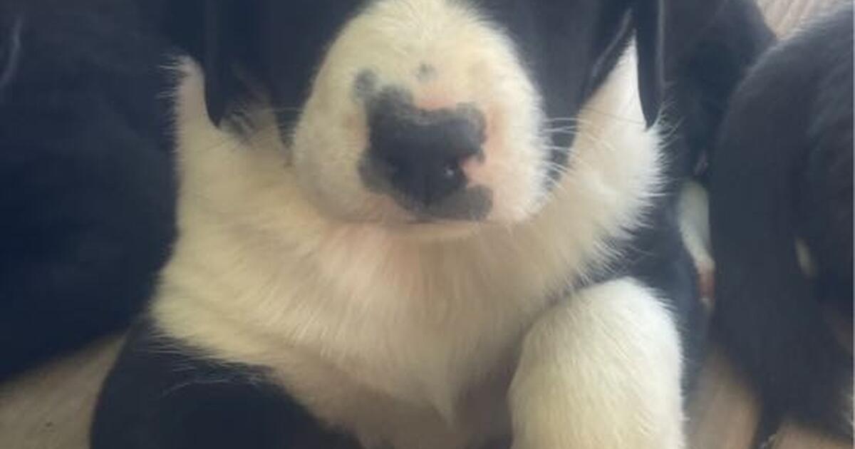 Mini Aussie/Lab Puppies for $1 in Ione, CA | For Sale & Free — Nextdoor