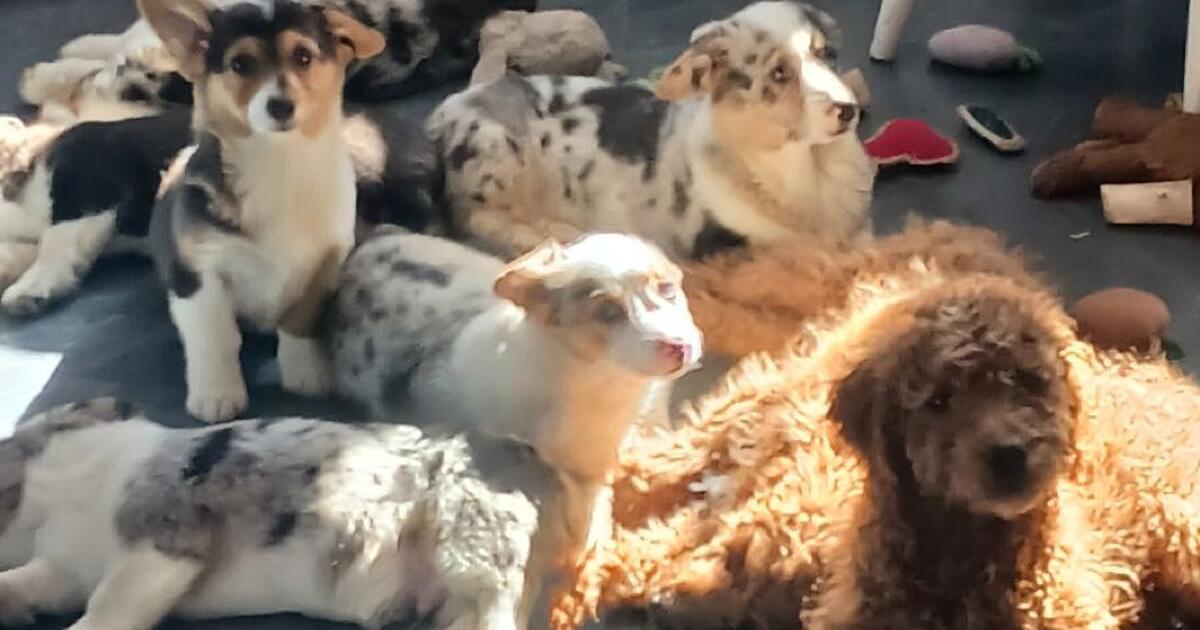 Rescue Corgis and Goldendoodle male for $500 in Oregon, WI | For Sale ...