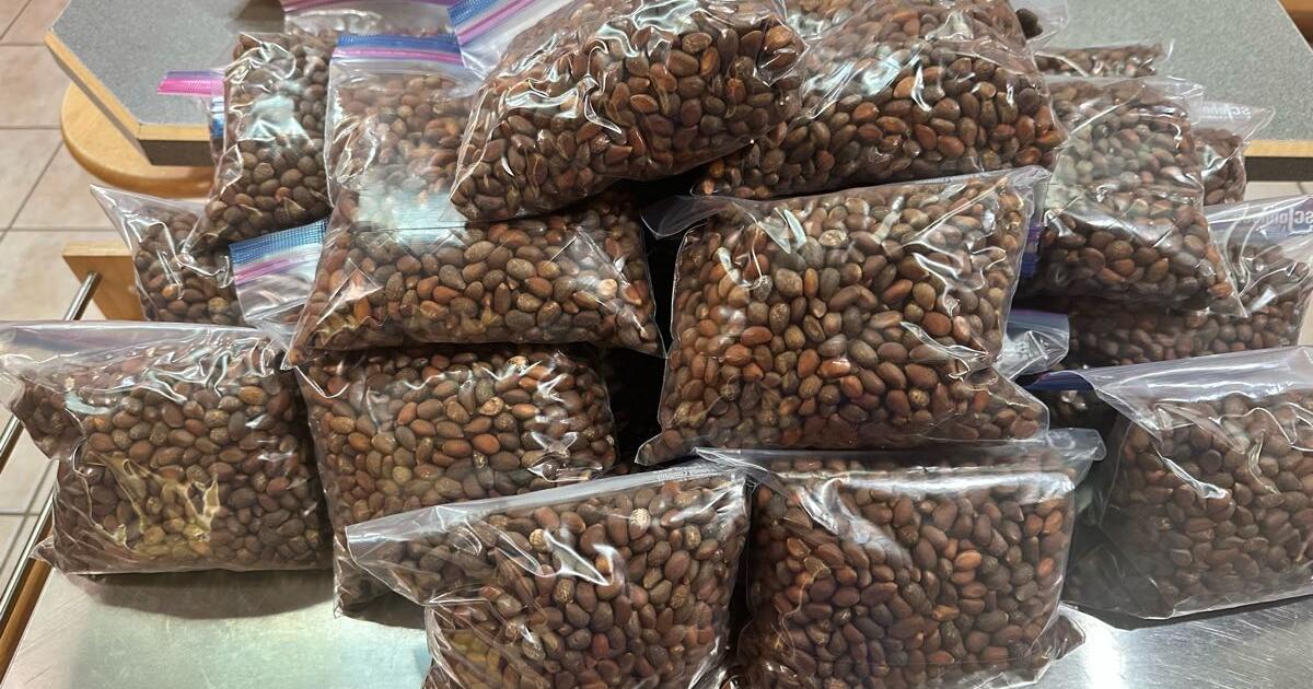 Fresh pine nuts/pinon for Free in Rio Rancho, NM | For Sale & Free ...