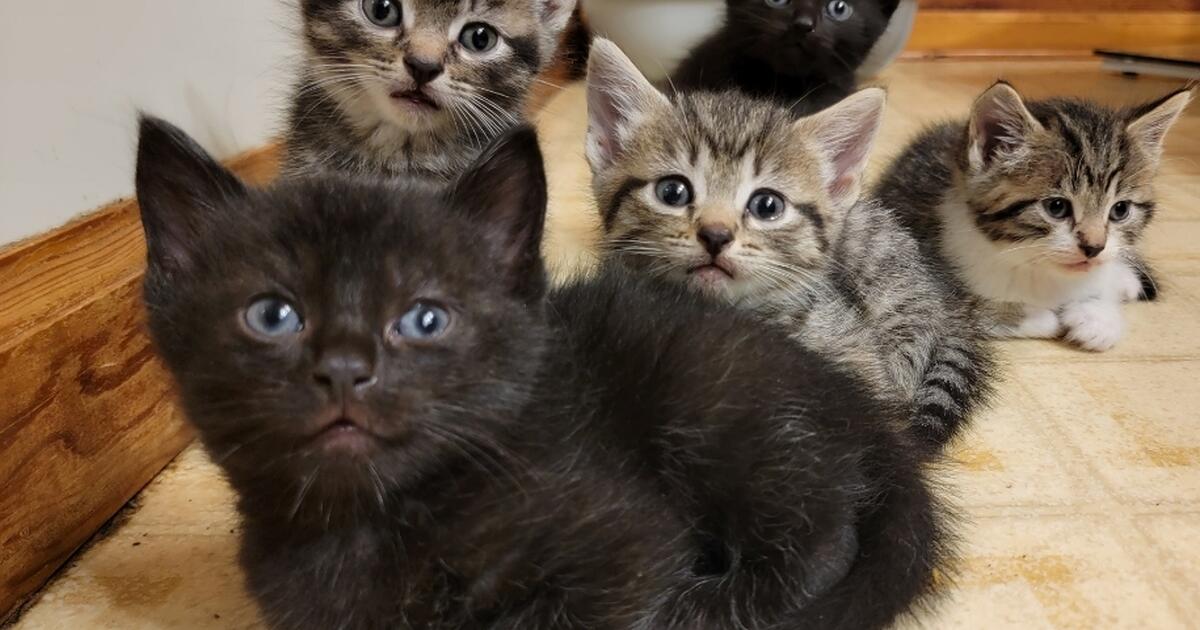 Free kittens for Free in Dryden, MI | For Sale & Free — Nextdoor
