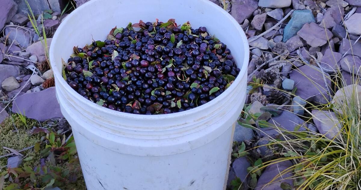 Bucket of Fresh huckleberries for $80 in Kalispell, MT | For Sale ...