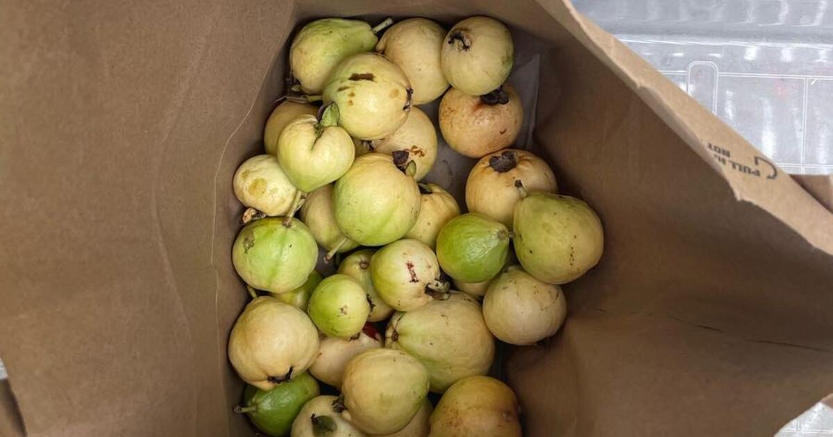 Free bag of organic/home-grown guavas for Free in San Diego, CA | For ...