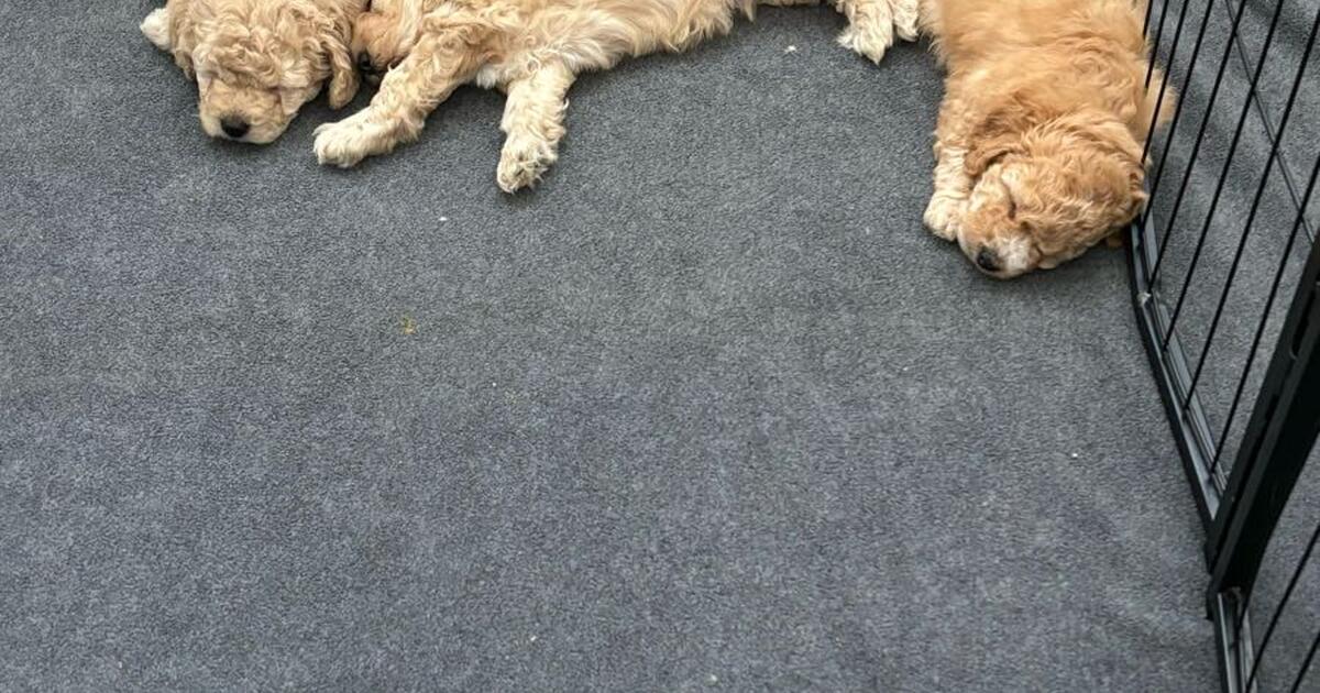 Rehomeing Puppies In North Las Vegas Nv For Sale And Free — Nextdoor