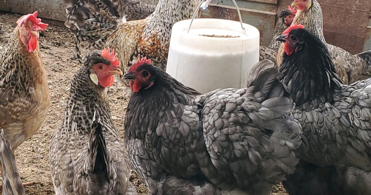 Chickens! in Lillington, NC | For Sale & Free — Nextdoor