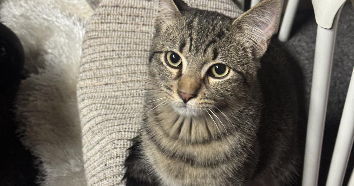 Friendly Stray Cat for Free in Houston, TX | For Sale & Free — Nextdoor