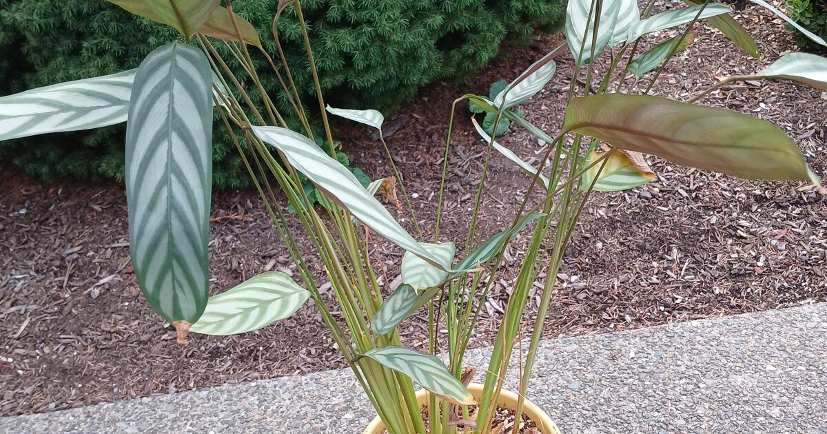 Free Potted Plant for Free in Bothell, WA | For Sale & Free — Nextdoor