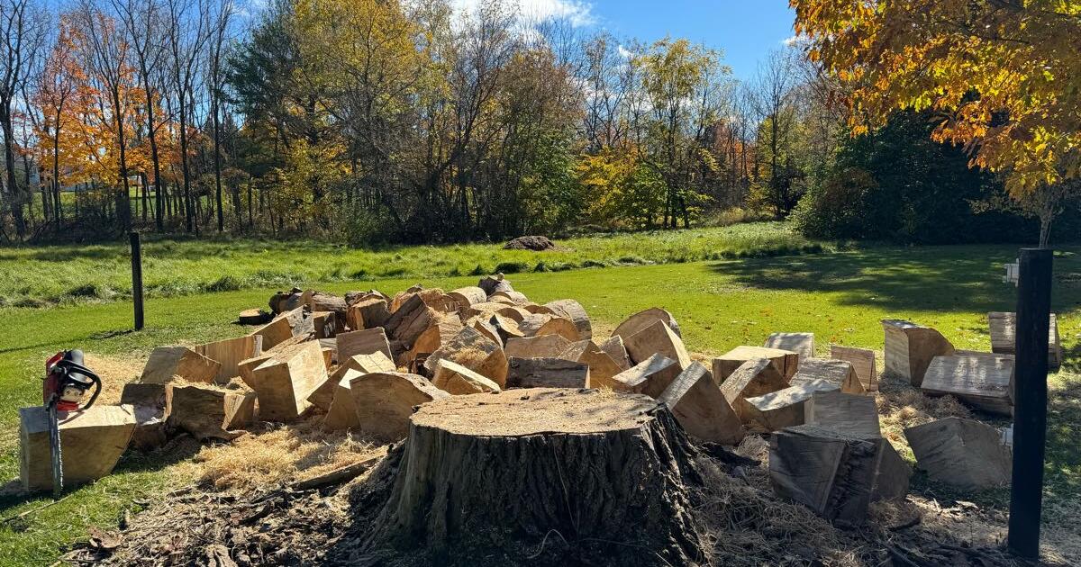Need Tree Work? for Free in Glendale, WI | For Sale & Free — Nextdoor