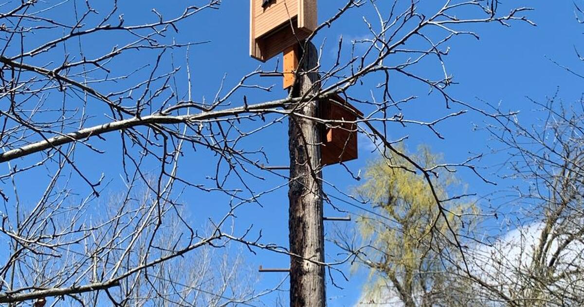 Handcrafted Cedar Bat Houses by Ed Cox Toledo for $50 in Toledo, OH ...