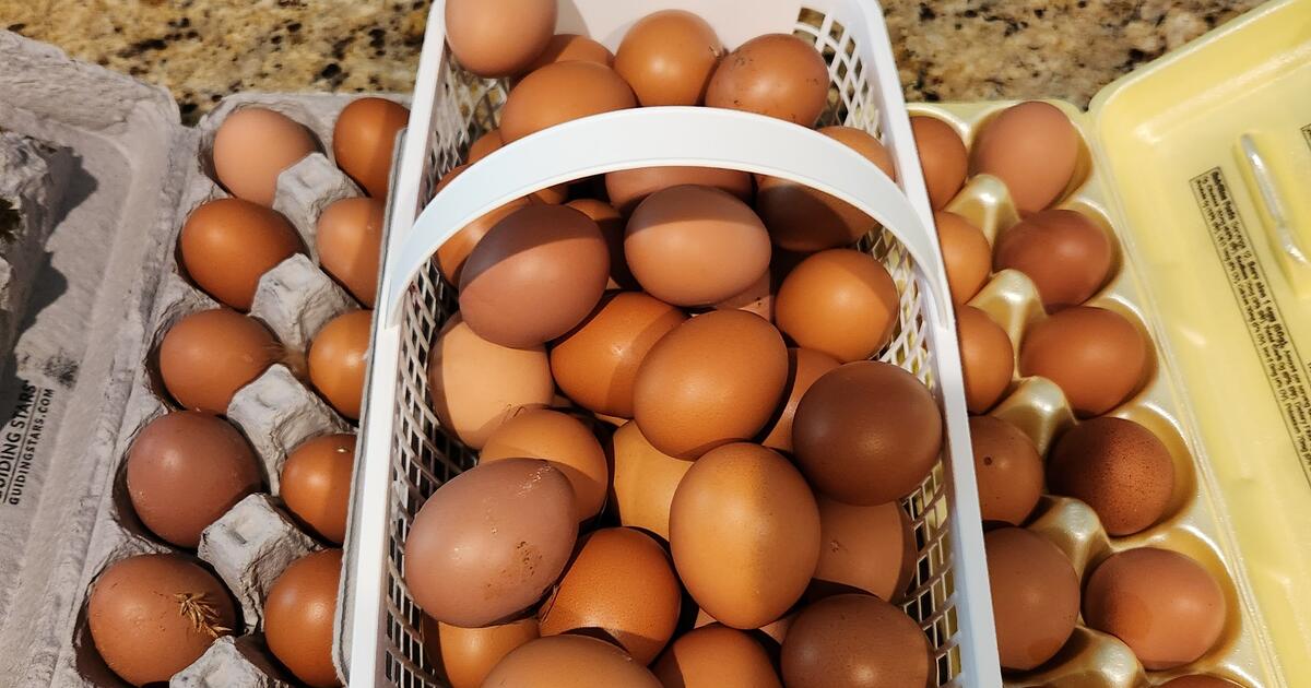 farm fresh eggs butt nuggets $ 5.00 dozen for $5 in Summerfield, NC ...