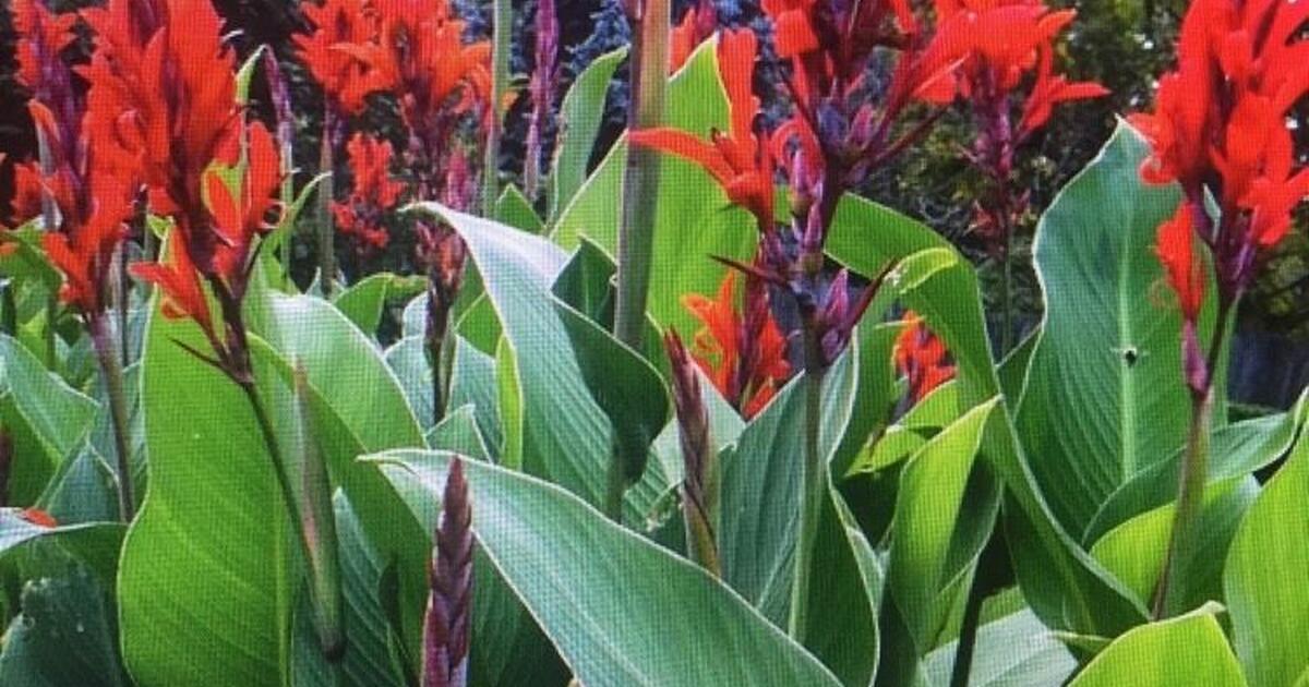 Free Canna Lily Roots for Free in Dayton, OH | For Sale & Free — Nextdoor
