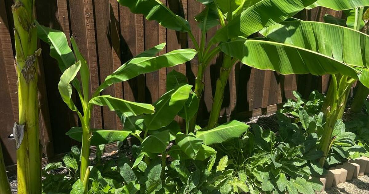 Banana Tree Plants - Varying in Size for Free in Dallas, TX | For Sale ...
