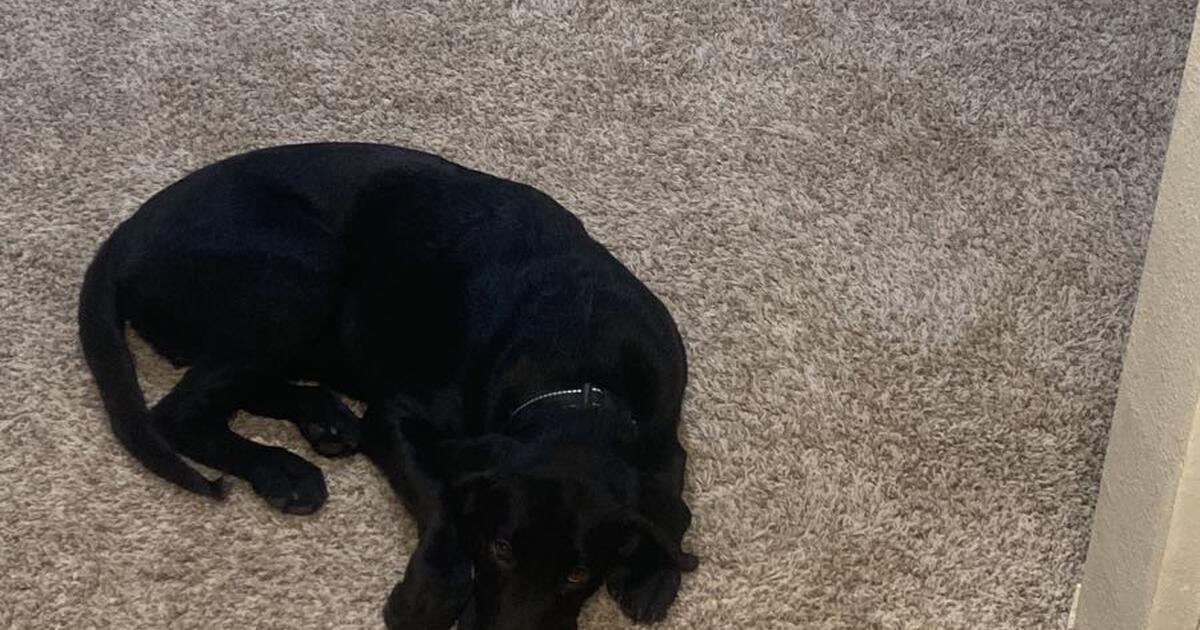 I am re-homing my Labor Retriever because I have to move. for $50 in ...