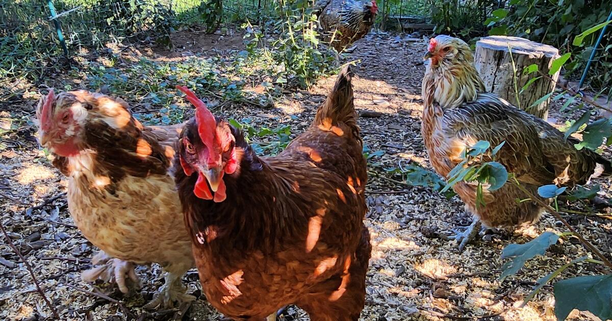 pending pockup: 4 Sweet Hens, food, coop for Free in Denver, CO | For ...