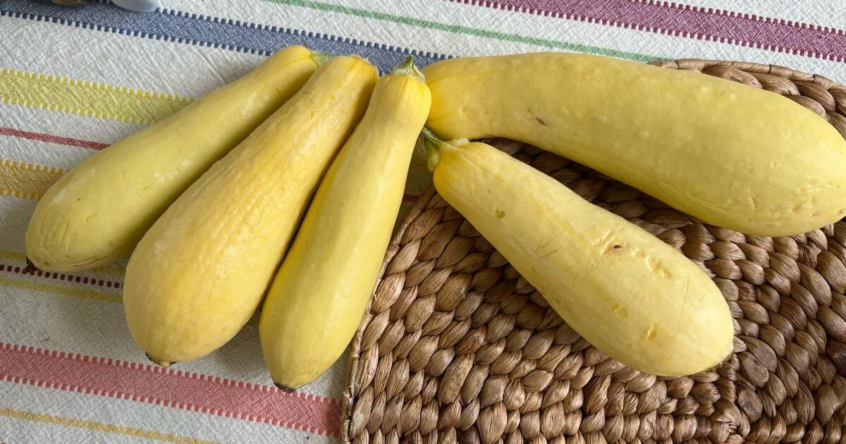 Trade: Straight Neck Squash Seeds for Zephyr Squash Seeds for Free in ...