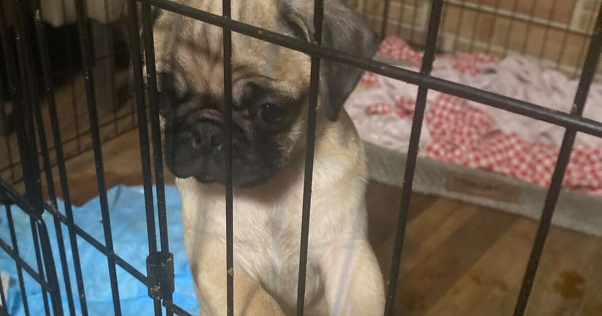 Pug Puppy (Boy) in Modesto, CA | For Sale & Free — Nextdoor