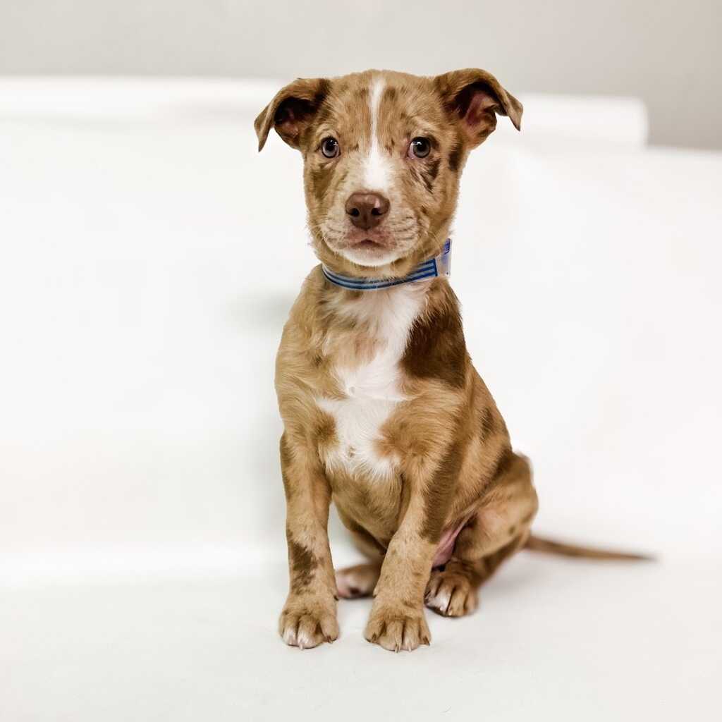 Colorado Puppy Rescue - Parker, CO - Nextdoor