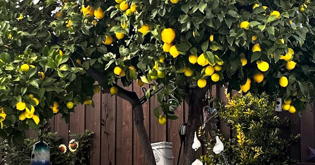 Lemons for Free in Thousand Oaks, CA | For Sale & Free — Nextdoor