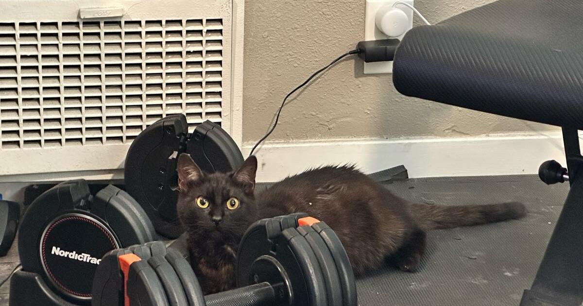 Free Foster Cat from Furry Friends Foundation - Cat Rescue Los Angeles for Free in Los Angeles ...