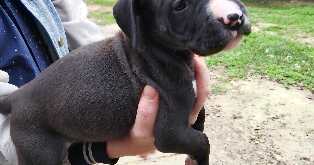 Full Blooded Boxer Mixed With Pitbull Puppies 5 To 6 Weeks Old for Free ...