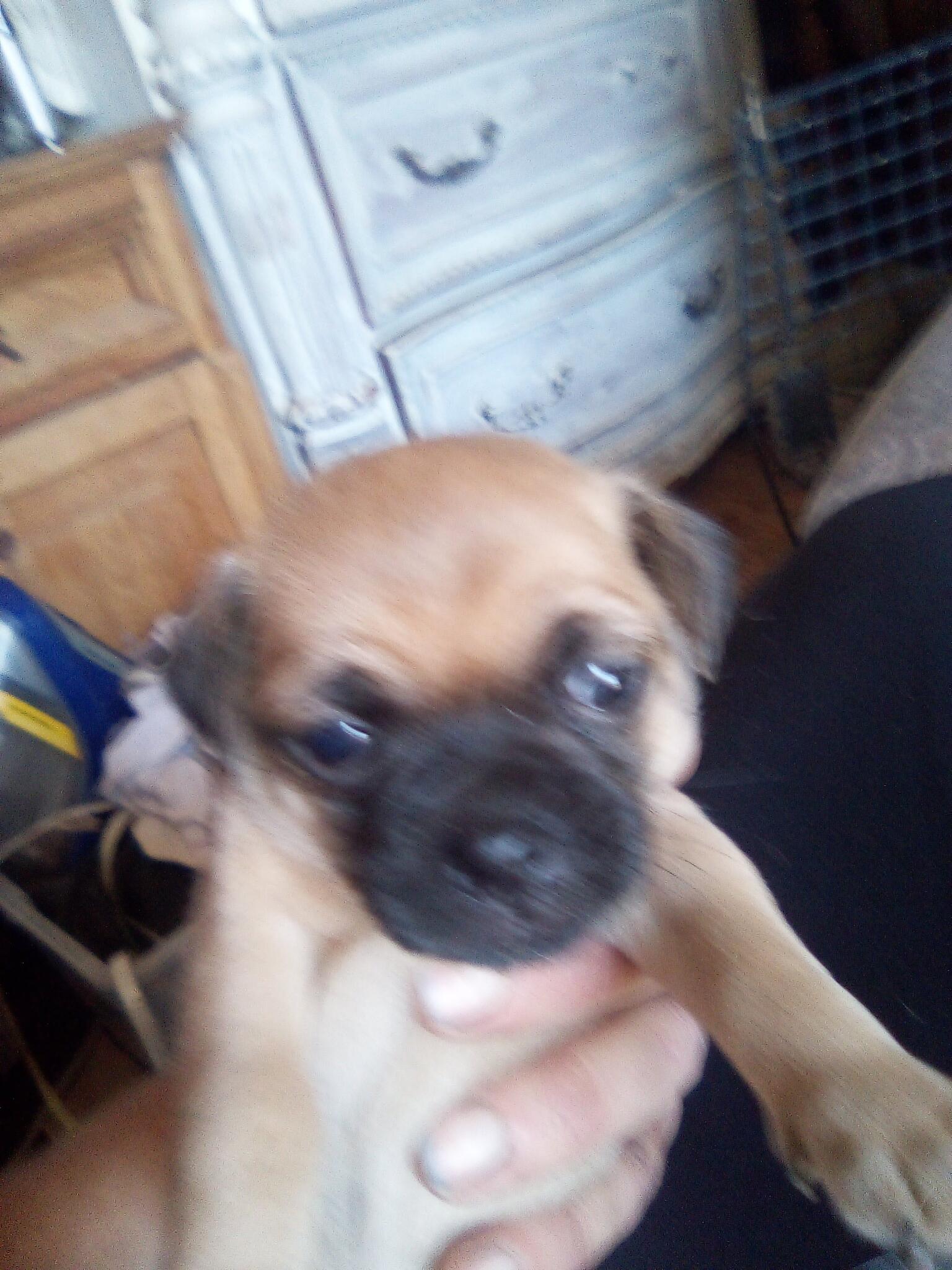 Pug Mix And Chihuahua Ridgeback Mix for Free in Glendale, AZ | For Sale ...
