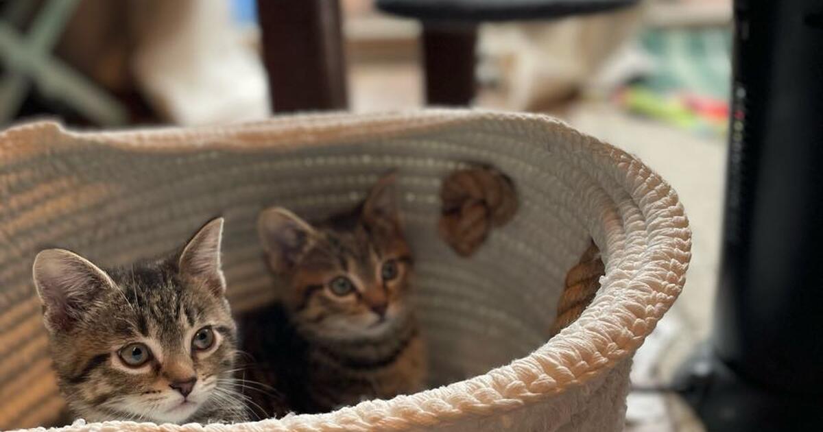 Two Kittens In Need of Homes for Free in Dublin, OH | Finds — Nextdoor