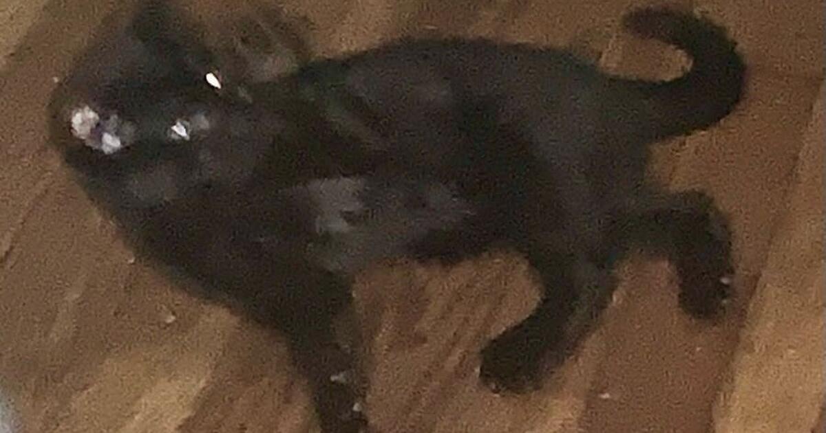 “Last boy standing” for Free in Cerritos, CA | For Sale & Free — Nextdoor