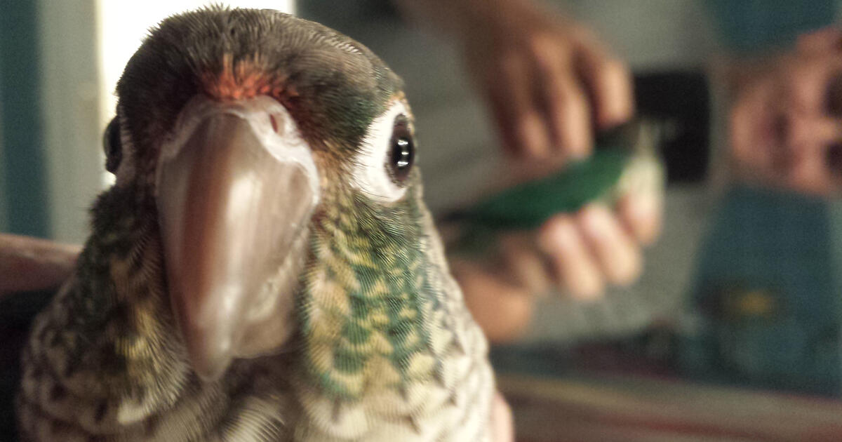 Green Cheek Conure for Free in Winnetka, CA | For Sale & Free — Nextdoor