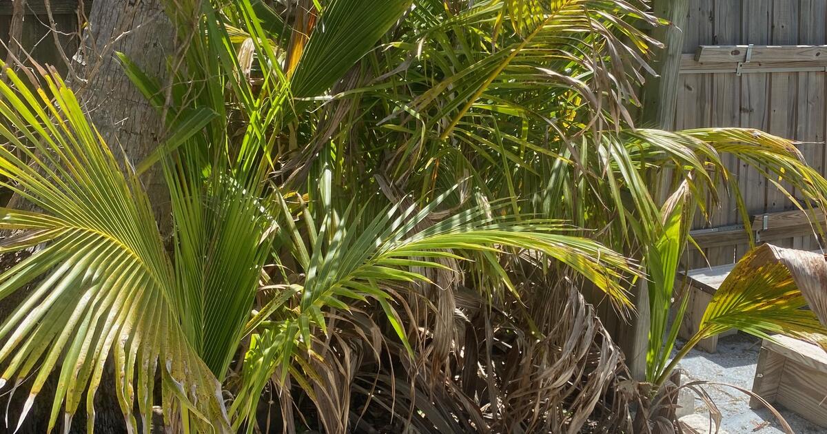 Free Coconuts Trees for Free in Madeira Beach, FL | For Sale & Free — Nextdoor