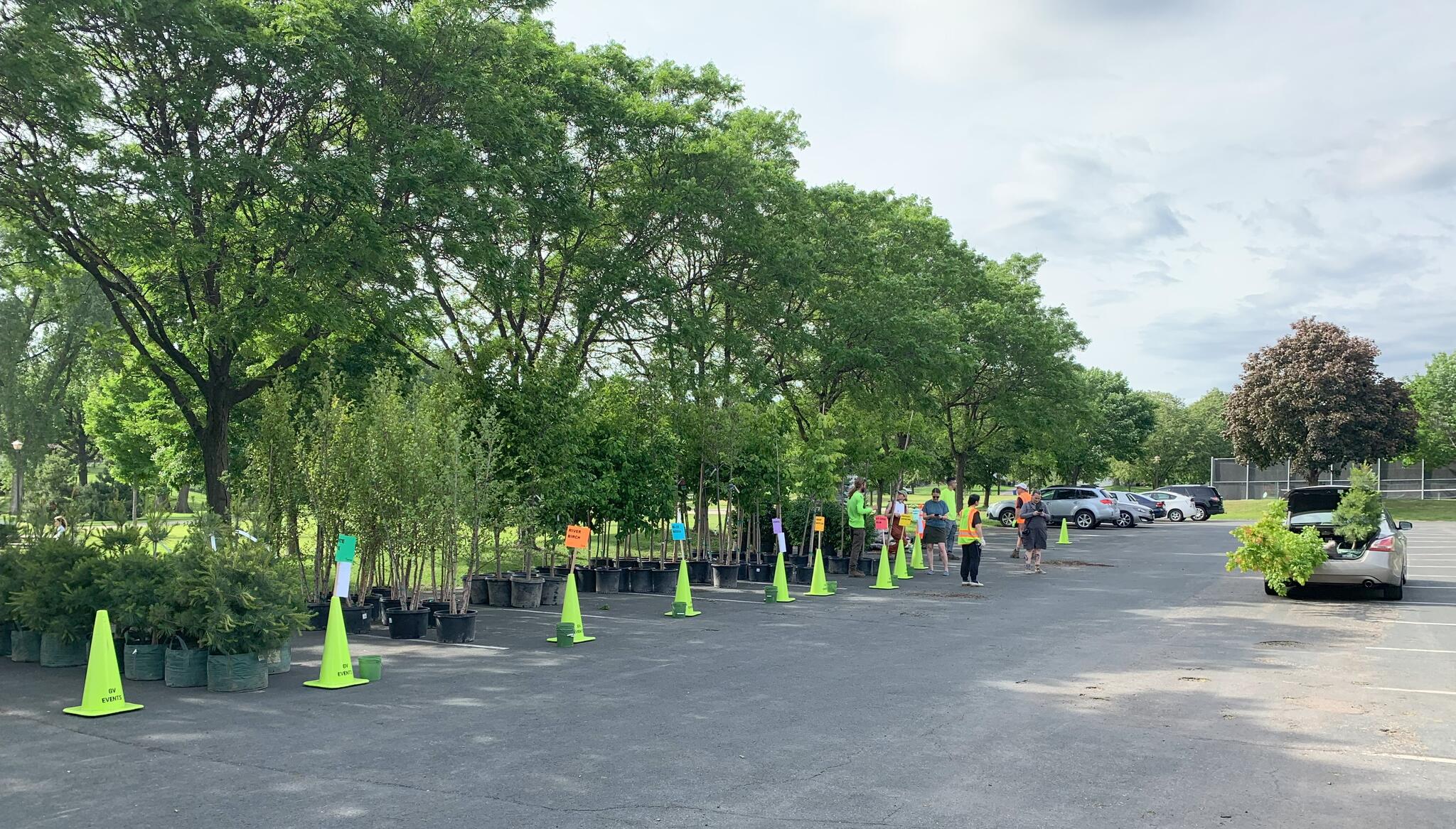 Last spring the City of Golden Valley partnered with Tree Trust to host ...