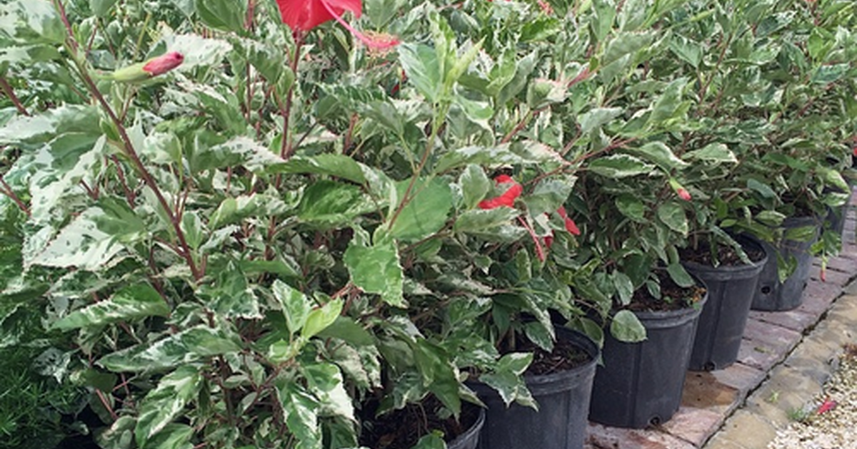 Variegated Snow Queen Hibiscus bush -white & green leaves swirly red ...