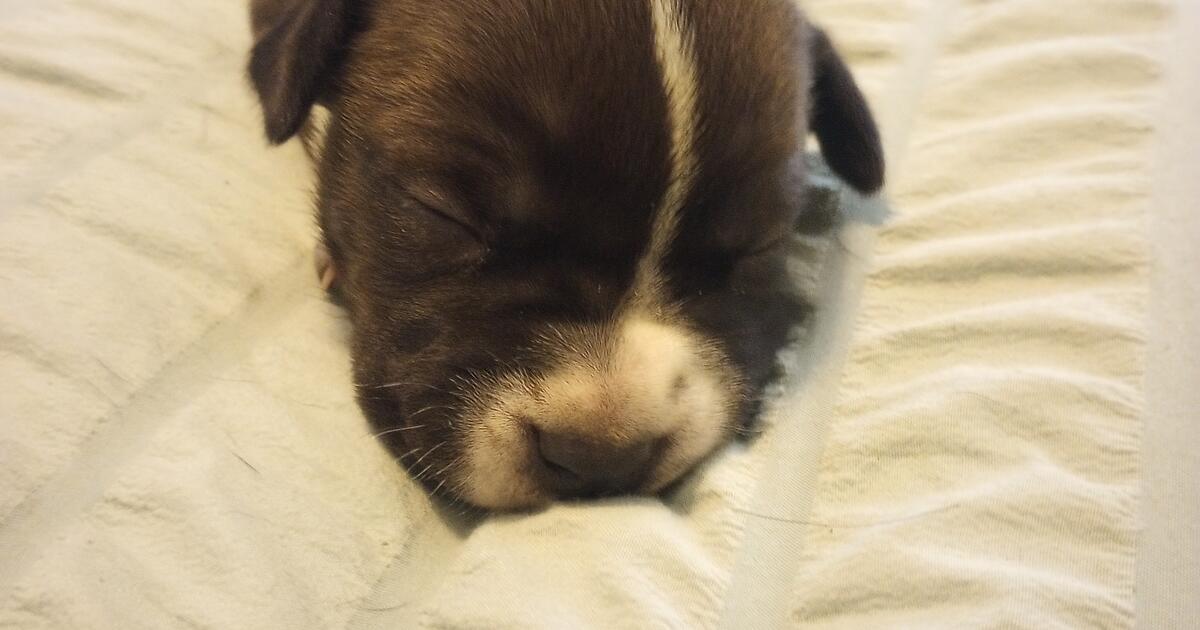 Dox Bull Puppies for $1254 in Belton, TX | For Sale & Free — Nextdoor