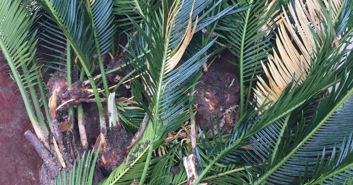 FREE Female and Now Male Sago Palms for Free in Fort Mill, SC | For ...