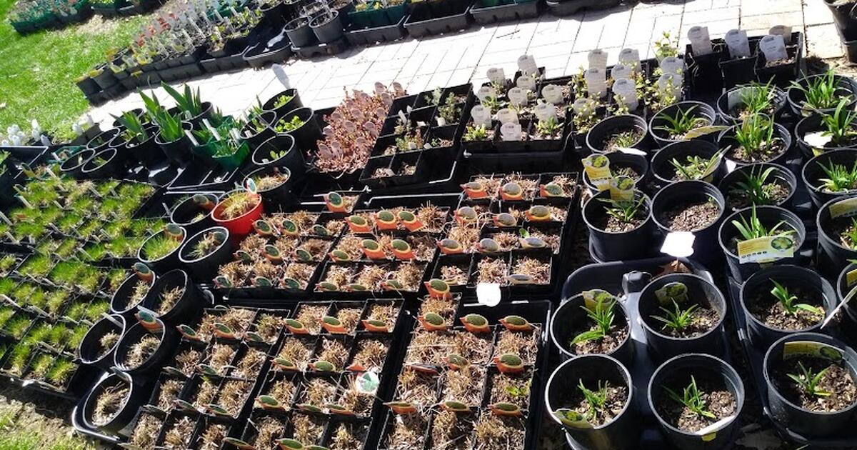 PERENNIAL PLANT SALE, Colgate, FRIDAY 4/26 & SATURDAY 4/27 for $3 in ...