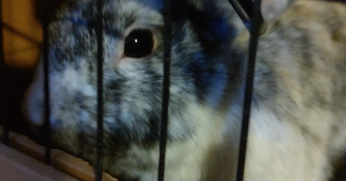 In search of a bunny to become friends with our bunny. for Free in ...