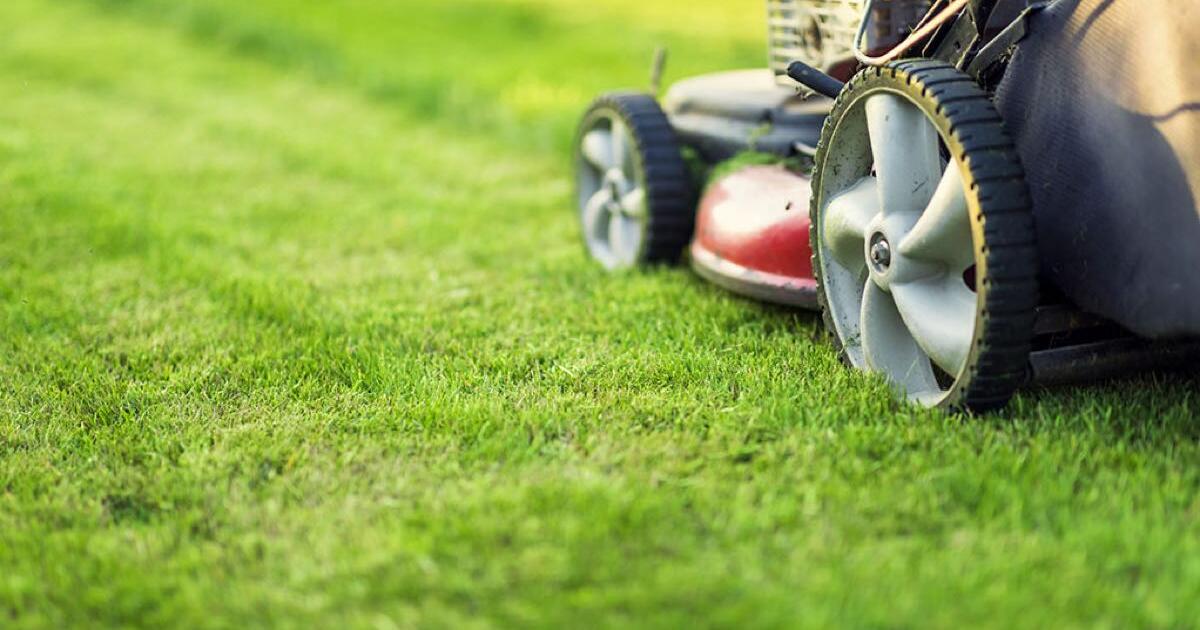 Lawn mowing / weeding / garden edging / weed whacking for $100 in ...