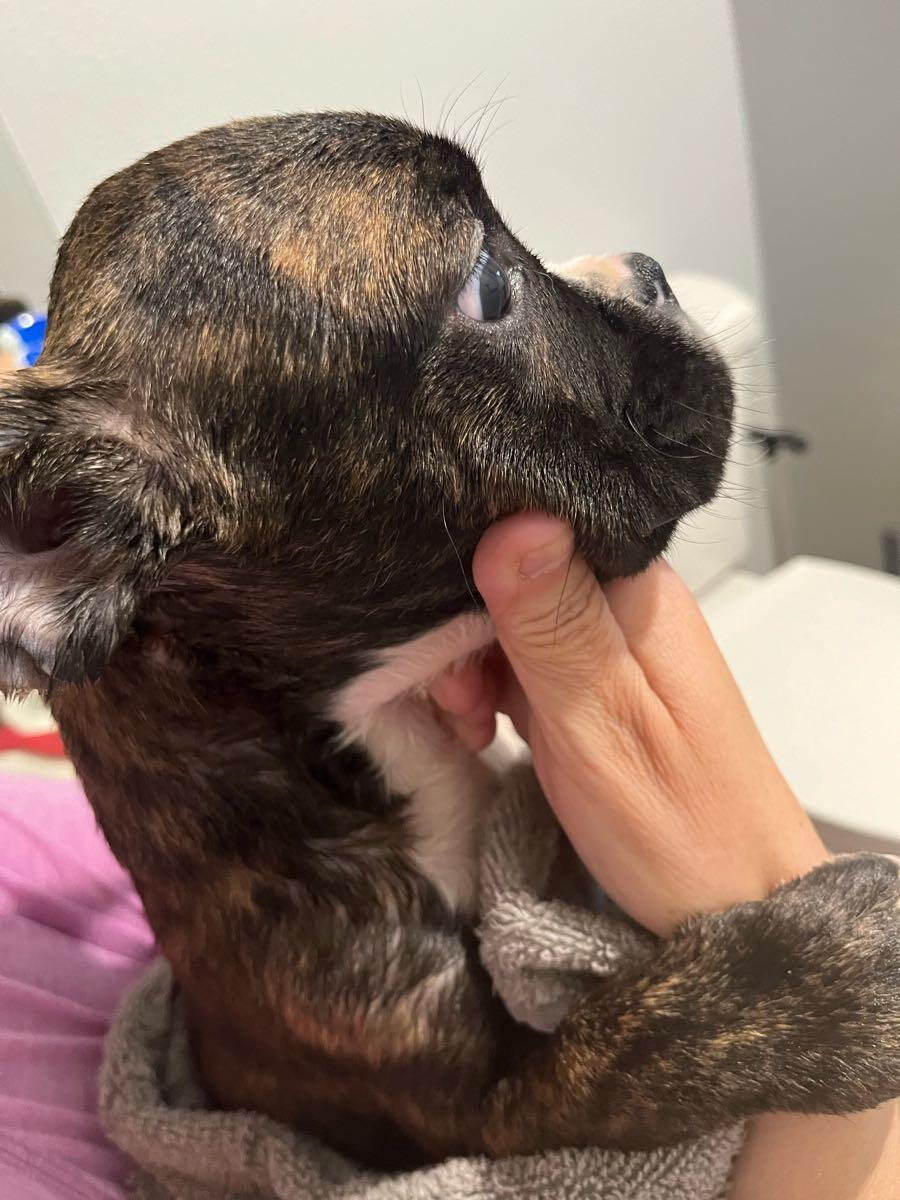 Frenchie boxer mix for $20 in Rio Rancho, NM | For Sale & Free — Nextdoor
