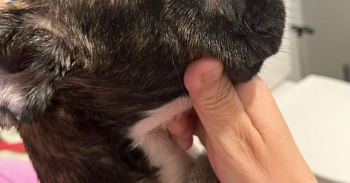 Frenchie boxer mix for $20 in Rio Rancho, NM | For Sale & Free — Nextdoor