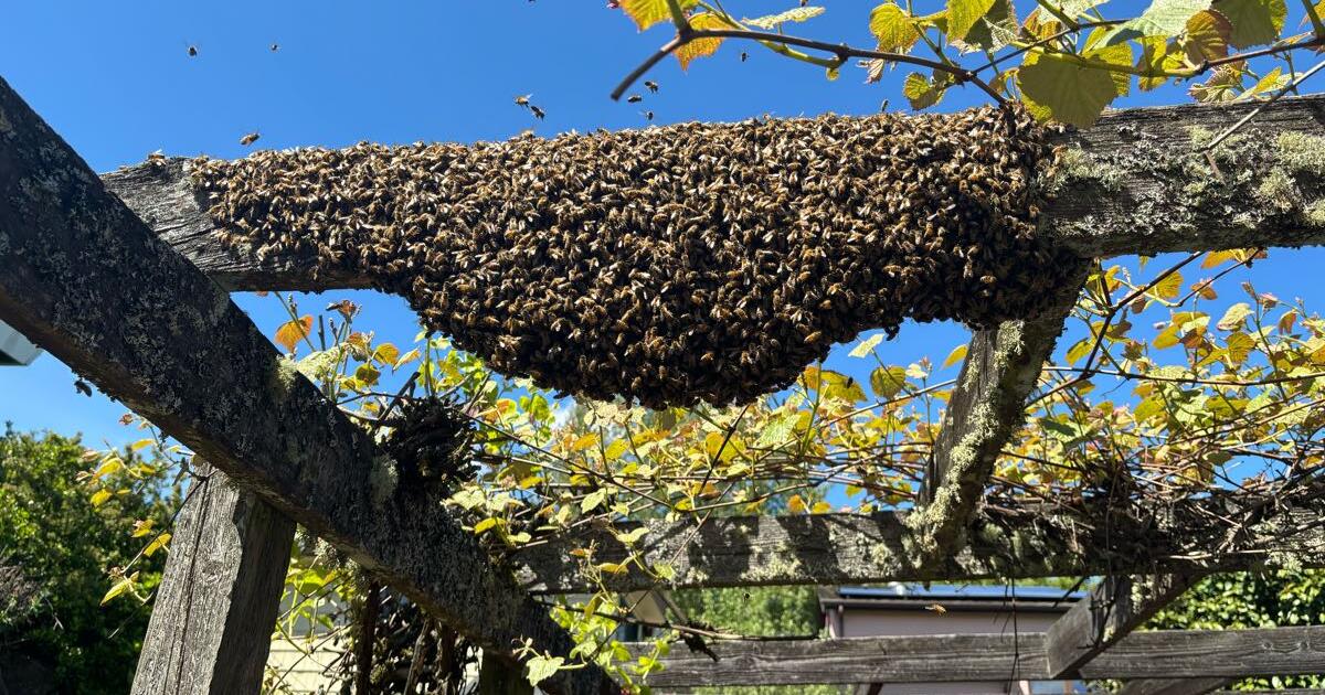 Free Honey Bee Swarm Removal for Free in Seattle, WA | For Sale & Free ...