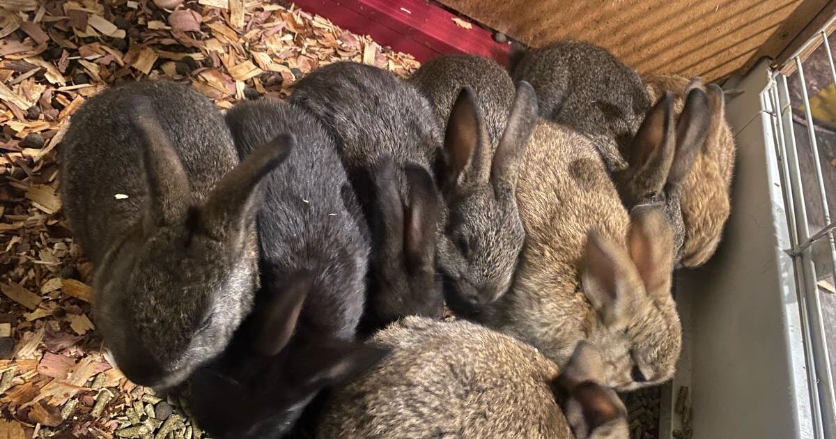 Bunny s For Free In Dearborn Heights MI For Sale Free Nextdoor bunny-s-for-free-in-dearborn-heights-mi-for-sale-free-nextdoor