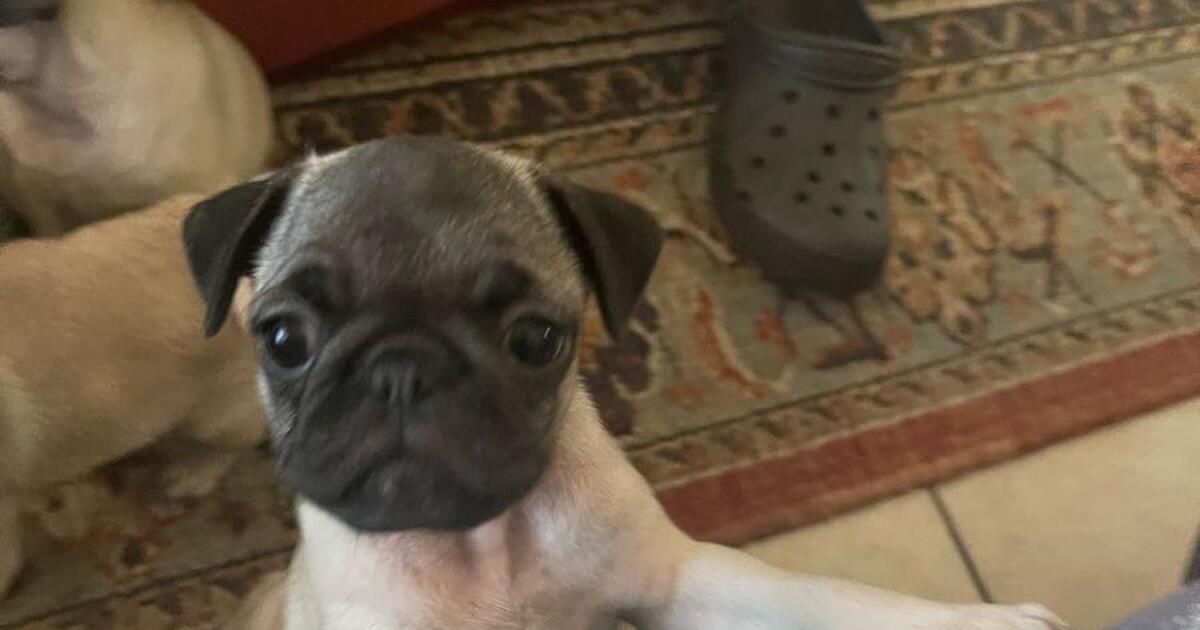 Rehoming pugs puppies 11 weeks old for Free in Houston, TX | Finds ...