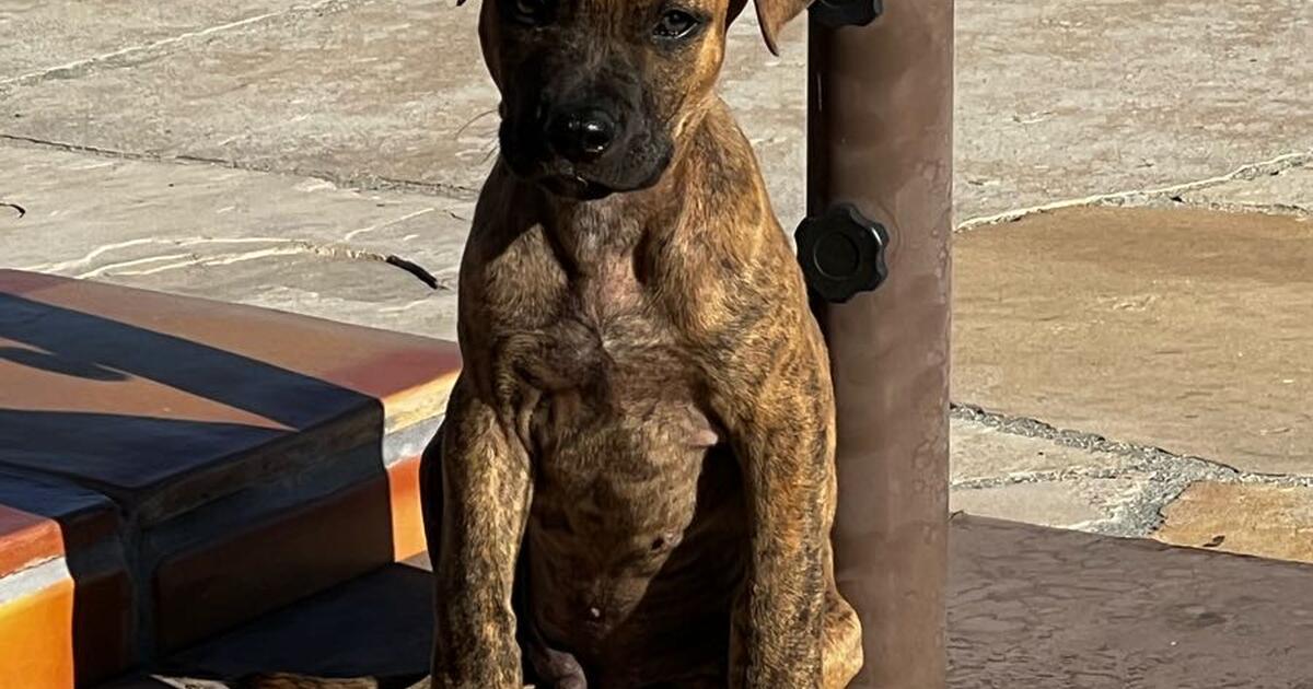 Boxer/Pittie puppy looking for a home for Free in Rancho Palos Verdes ...